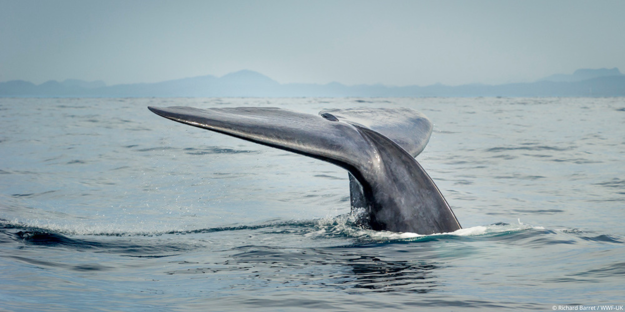 Adopta una Ballena Azul | WWF Chile