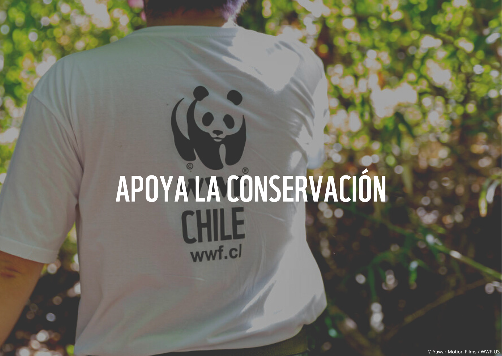 Adopta 2024 | Campañas WWF Chile