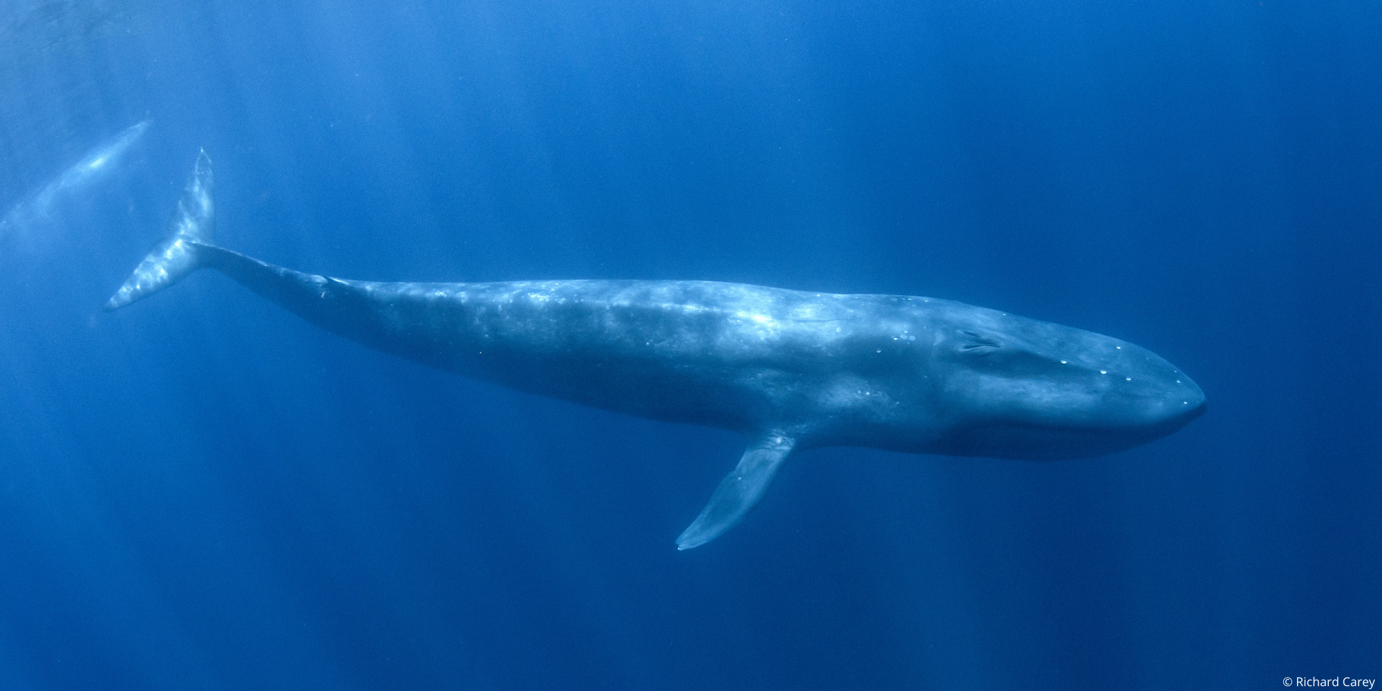 Adopta una Ballena Azul | WWF Chile