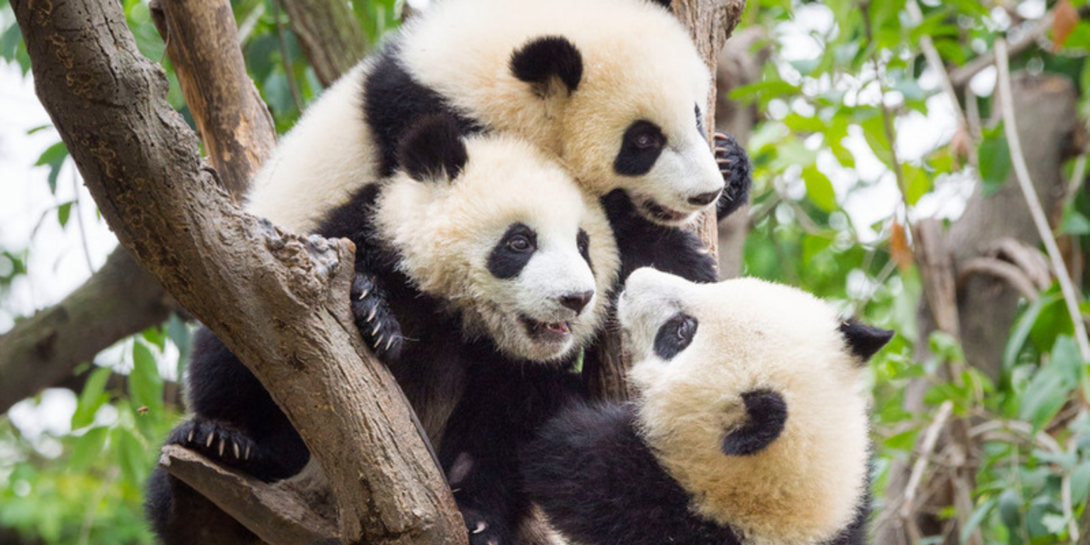Adopta un panda | WWF Chile