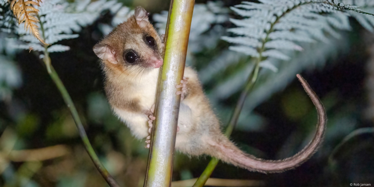 Adopción Monito del Monte 2024 PRUEBA PAYKU | Campañas WWF Chile