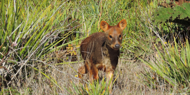 Adopta un pudú | WWF Chile
