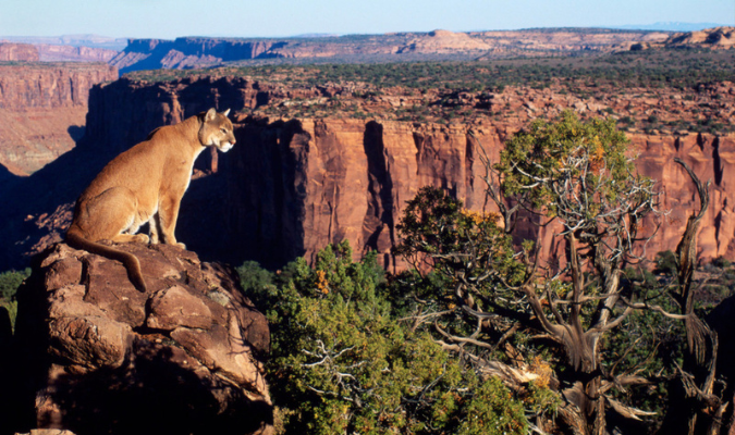 Adopta un puma | WWF Chile